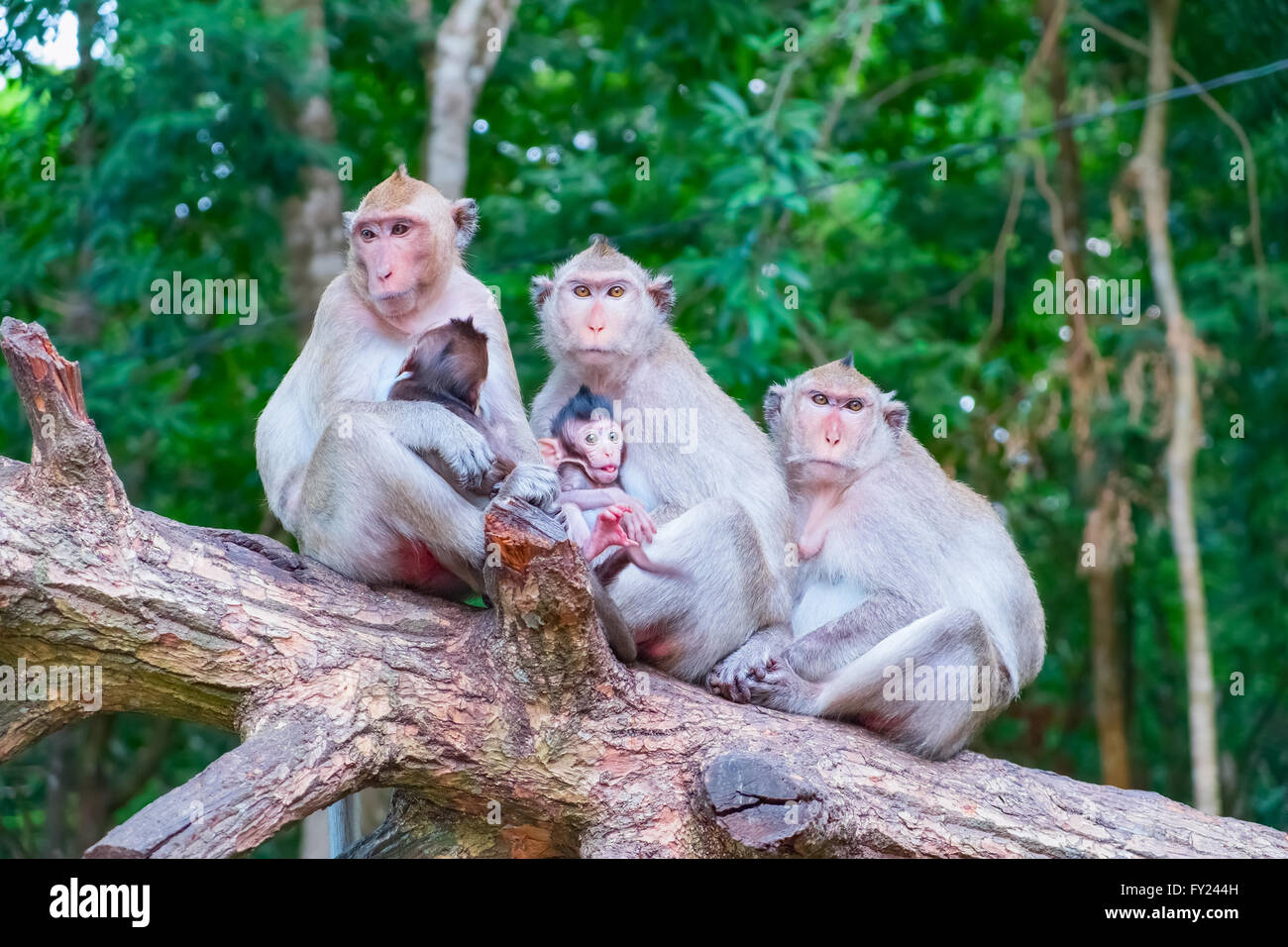 Portrait of monkey family, Cambodia, Southeast Asia Stock Photo - Alamy