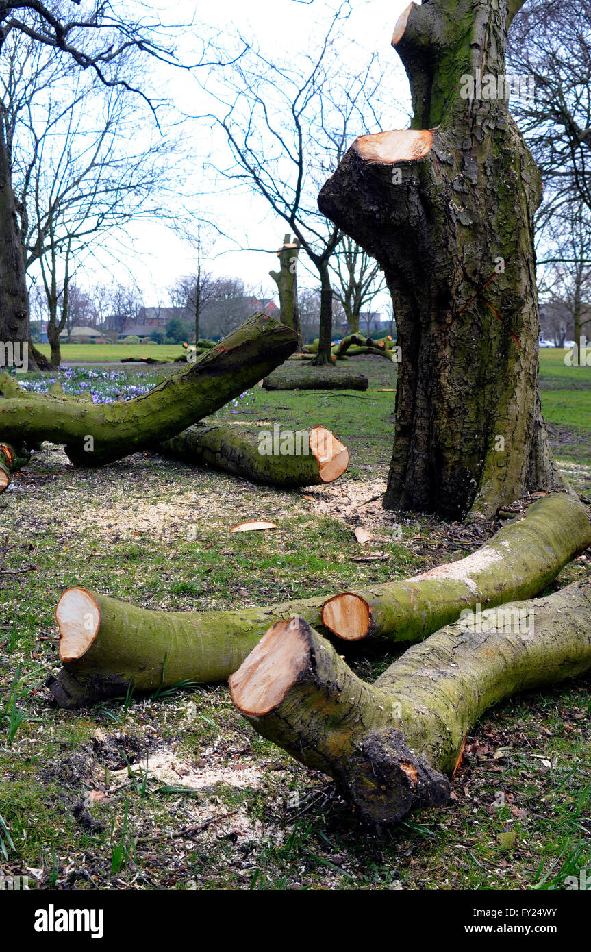Council tree removal hi-res stock photography and images - Alamy
