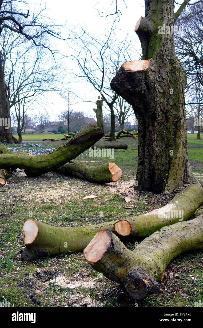 tree branches cut off Stock Photo - Alamy