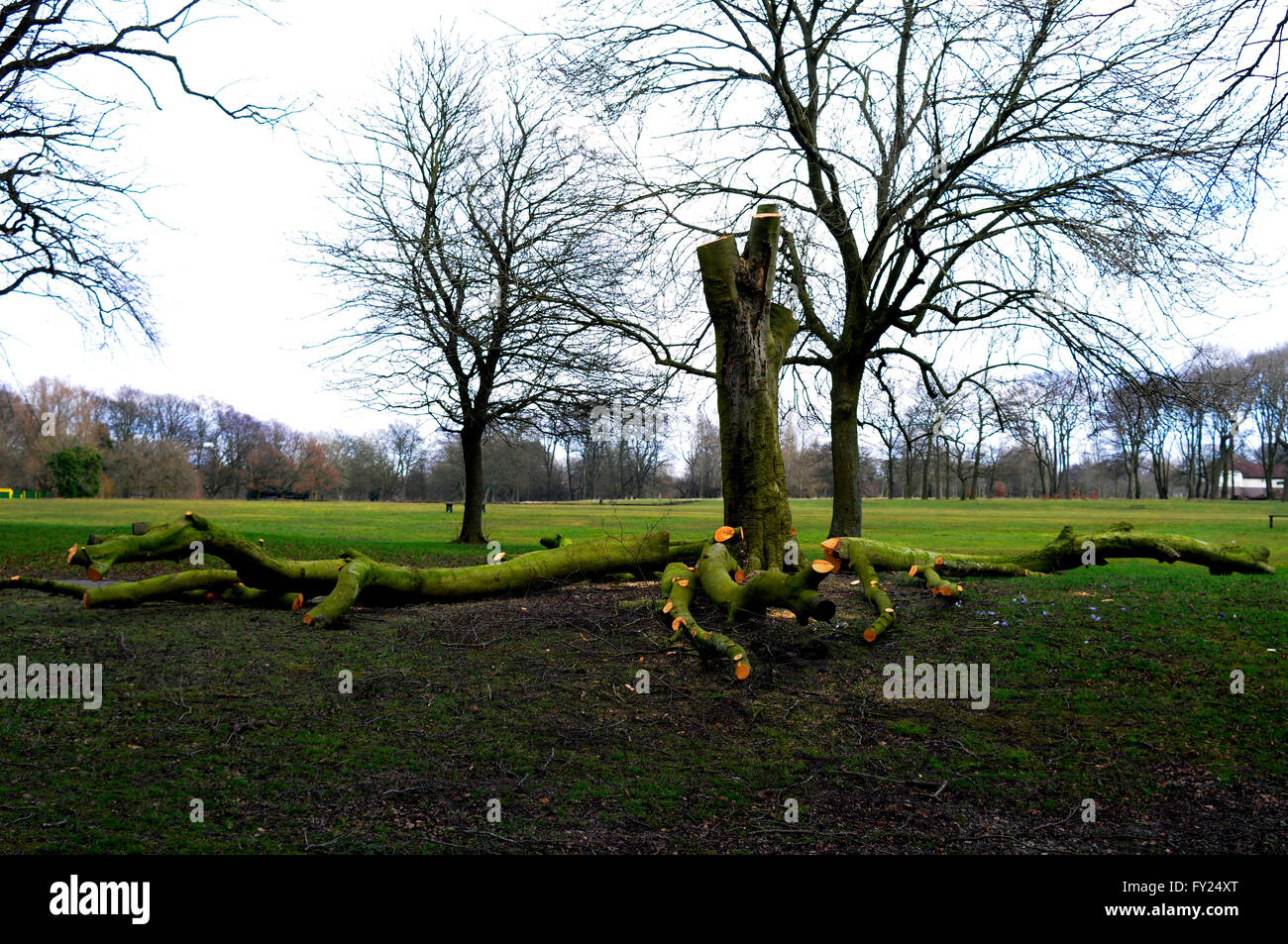 Rotten branches hi-res stock photography and images - Alamy