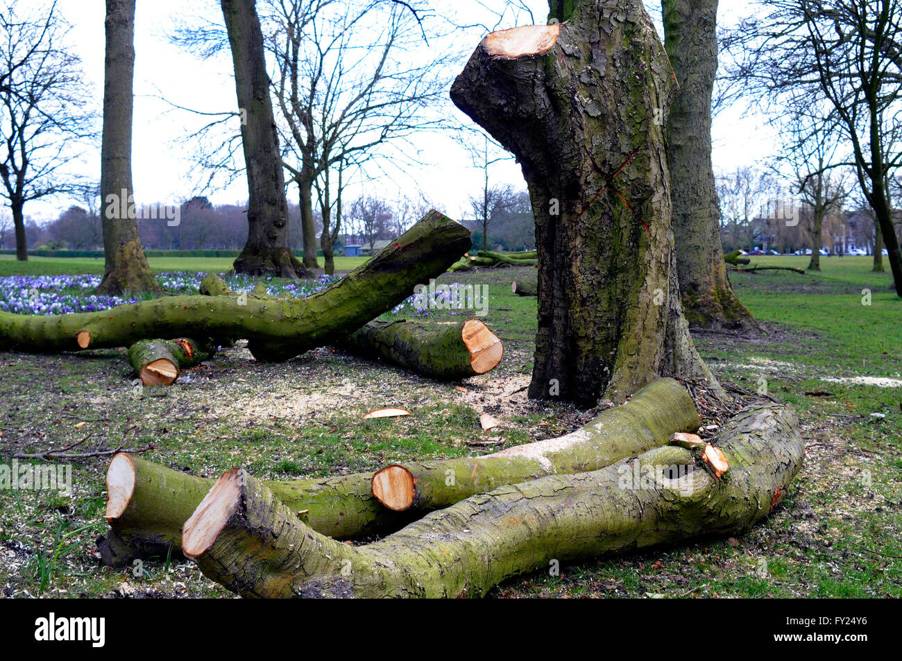 tree branches cut off Stock Photo - Alamy