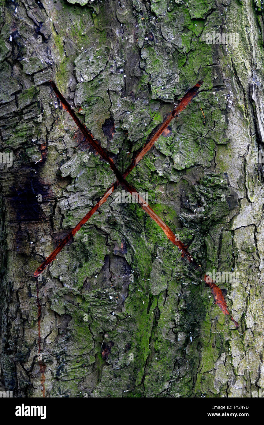 x mark on tree Stock Photo - Alamy