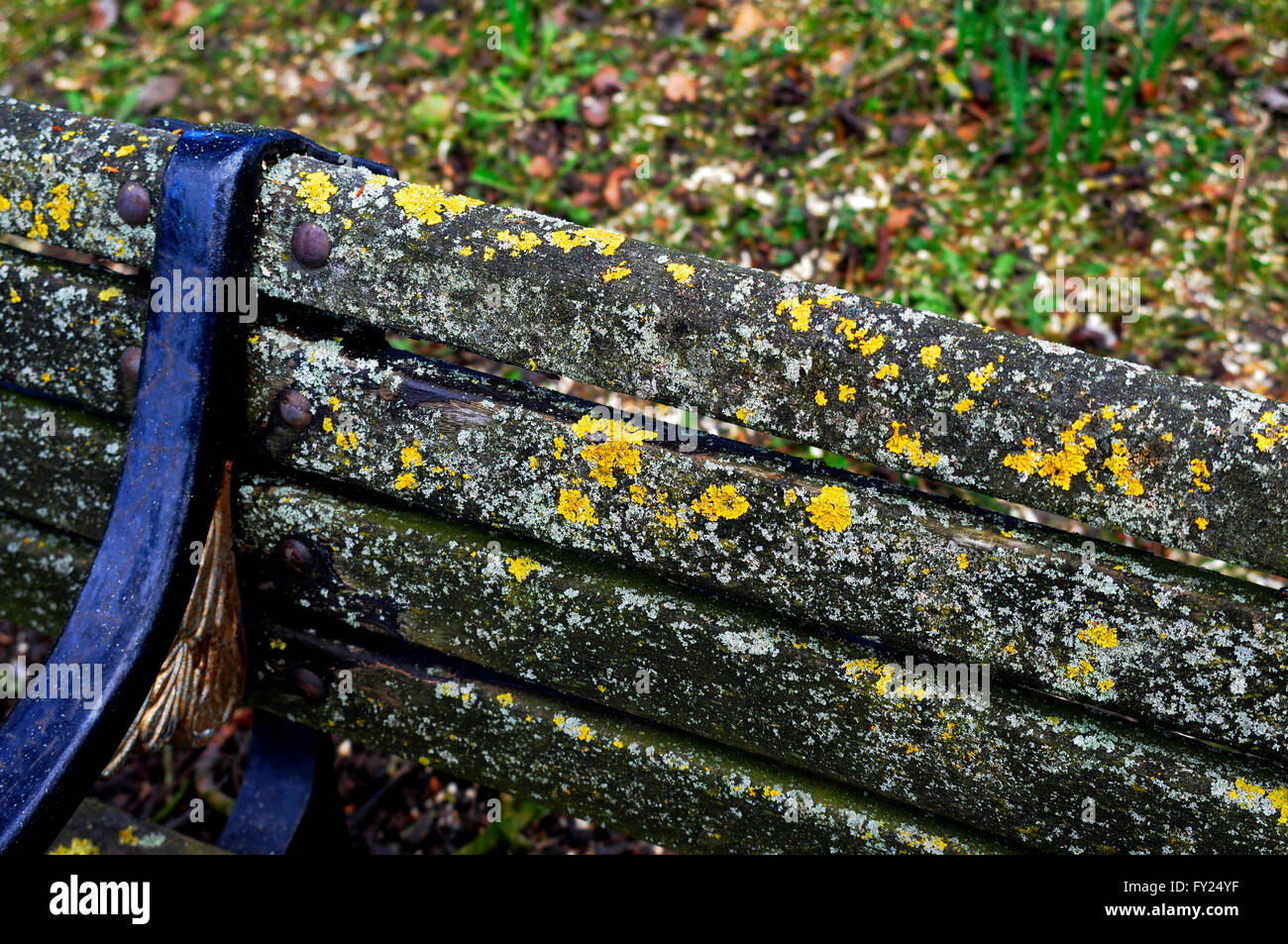 lichen and moss on park bench Stock Photo - Alamy