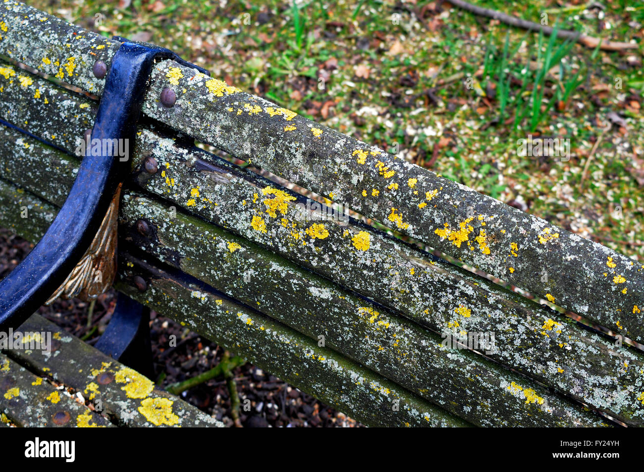 lichen and moss on park bench Stock Photo - Alamy