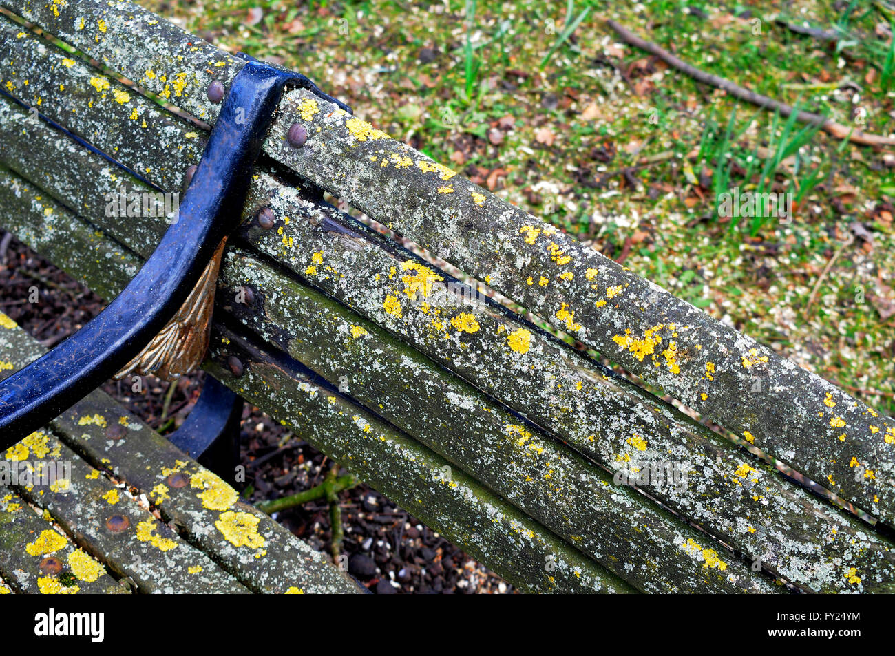 lichen and moss on park bench Stock Photo - Alamy