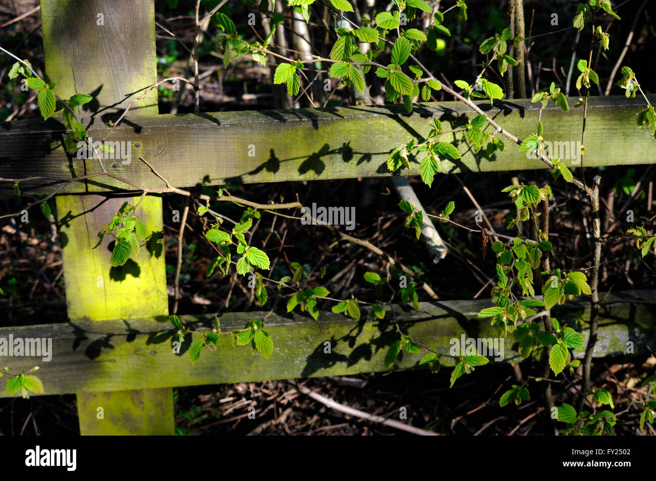 Fence hedge hi-res stock photography and images - Alamy