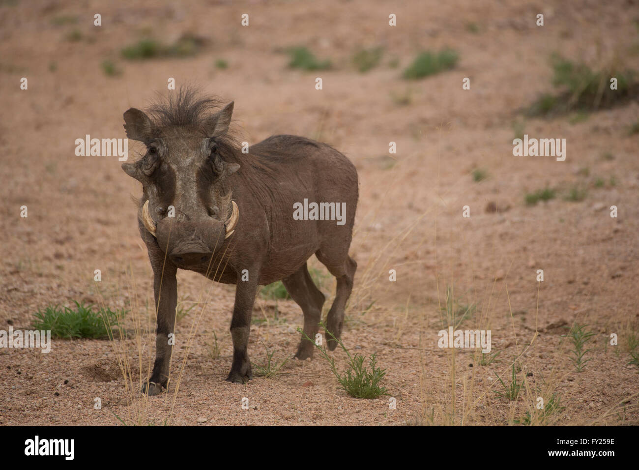 The common warthog is a wild member of the pig family found in ...