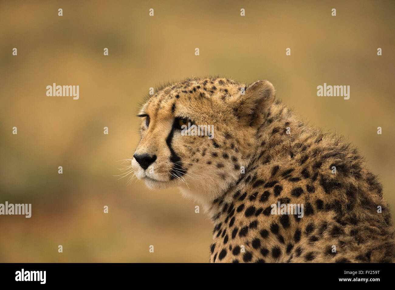 Subfamily Felinae High Resolution Stock Photography and Images - Alamy