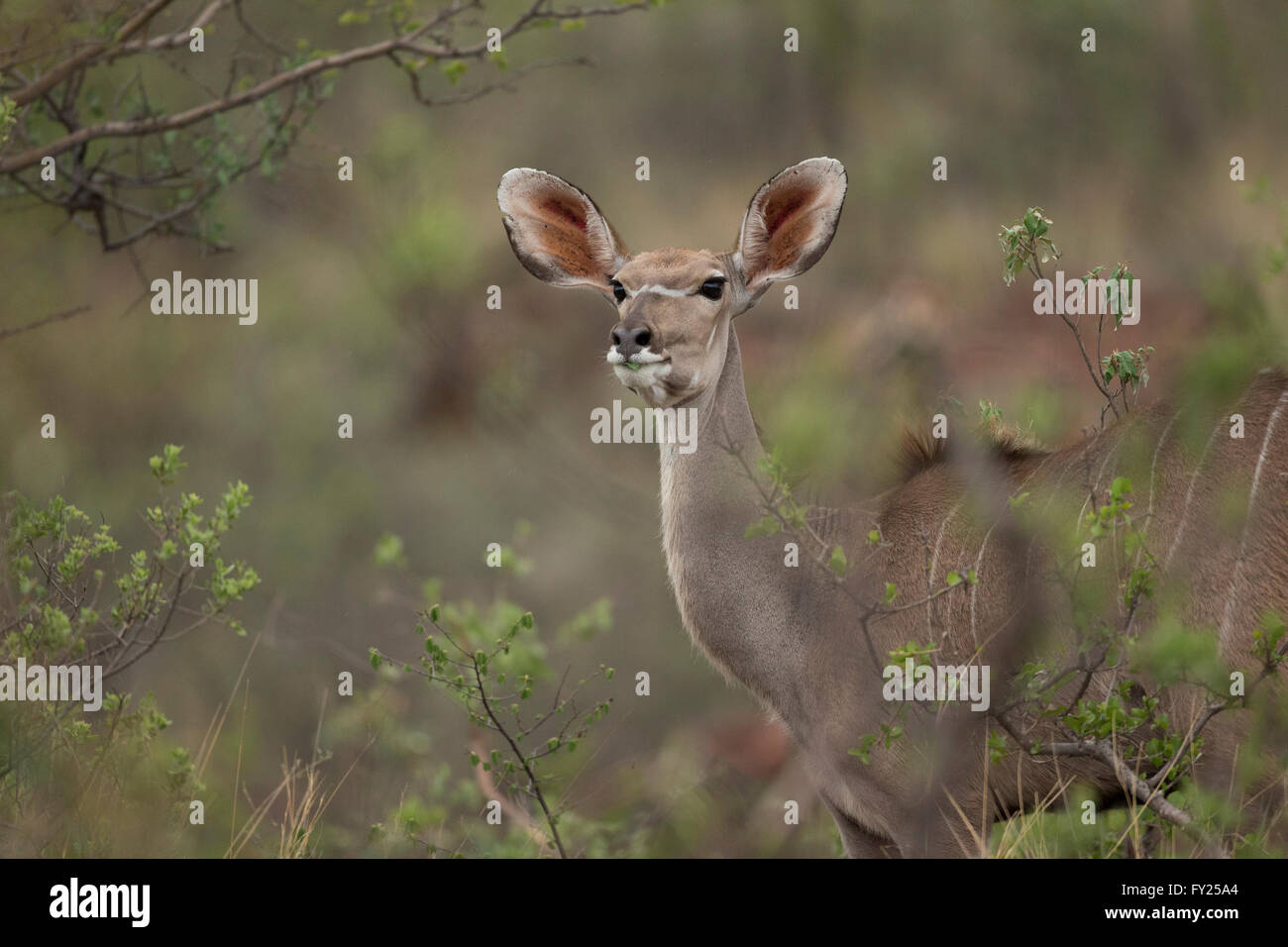 The kudus are two species of antelope of the genus Tragelaphus: Lesser ...