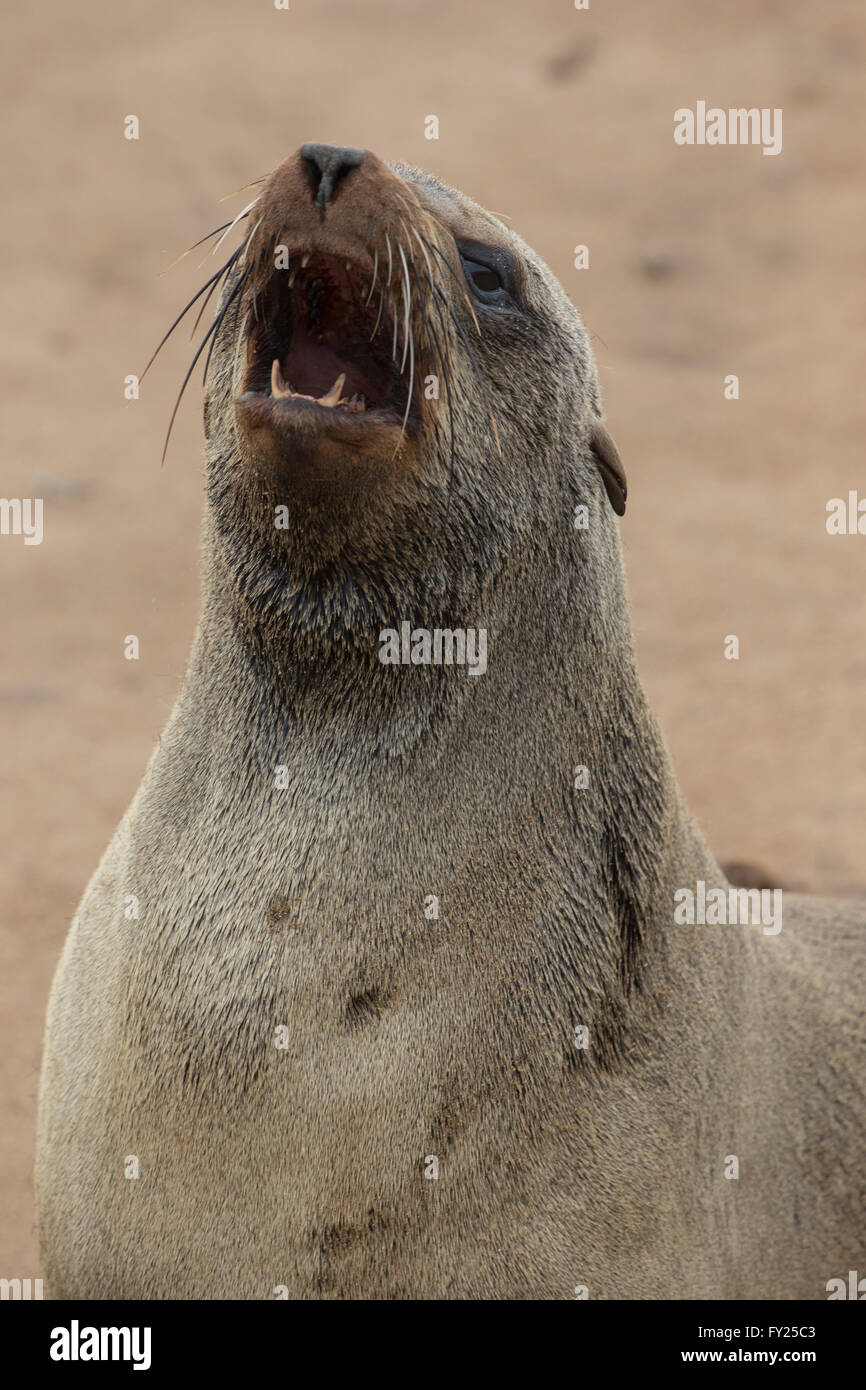The brown fur seal, also known as the Cape fur seal, South African fur ...