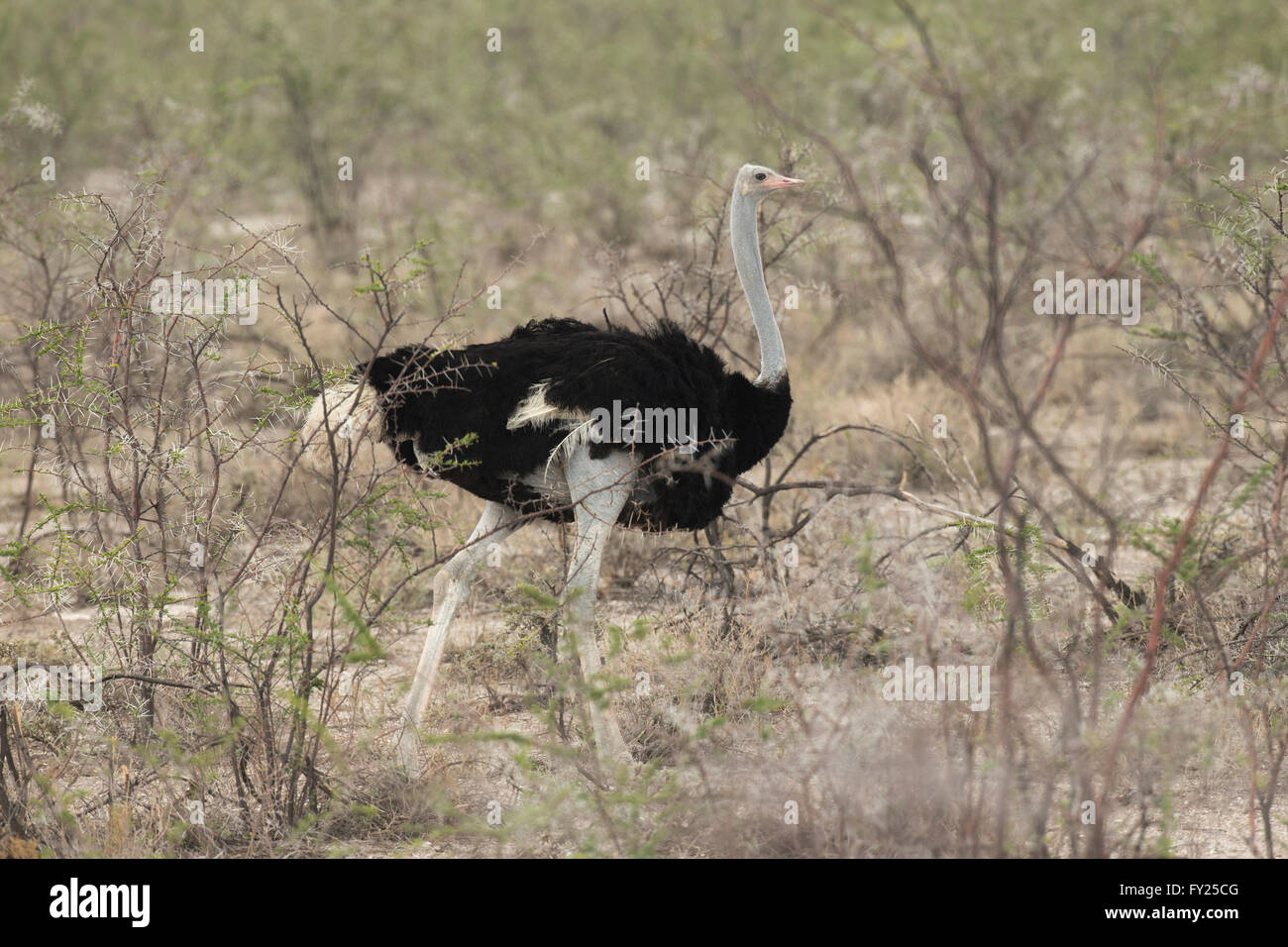The ostrich or common ostrich is either one or two species of large ...
