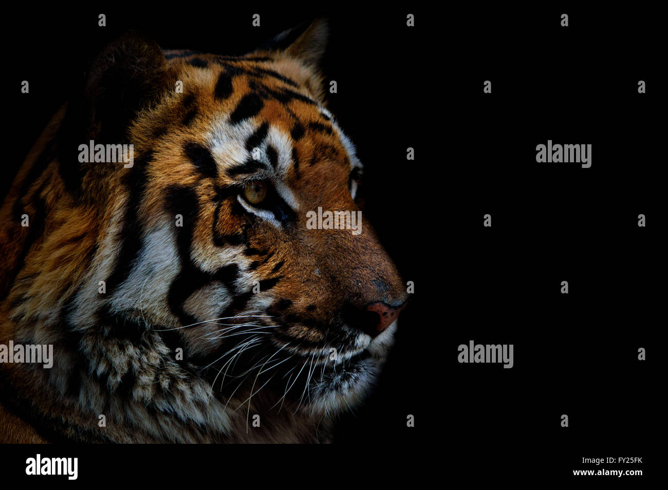 Portrait of Tiger Stock Photo - Alamy