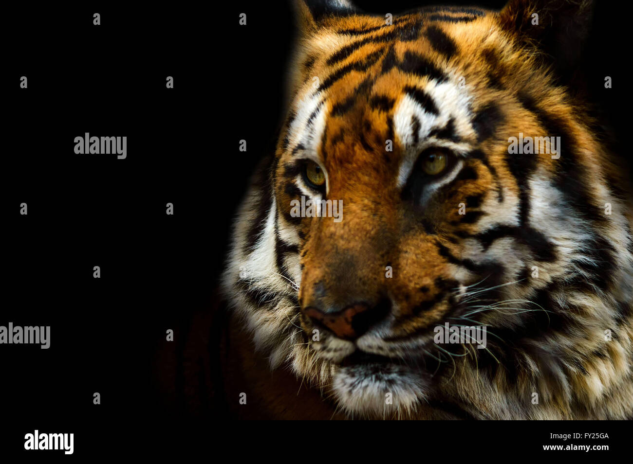 Portrait of Tiger Stock Photo - Alamy