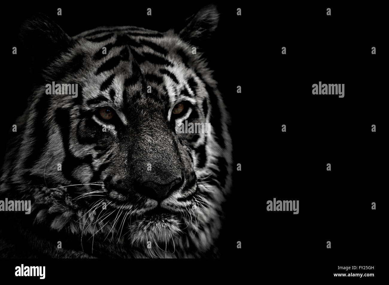 Endangered white tiger hi-res stock photography and images - Alamy