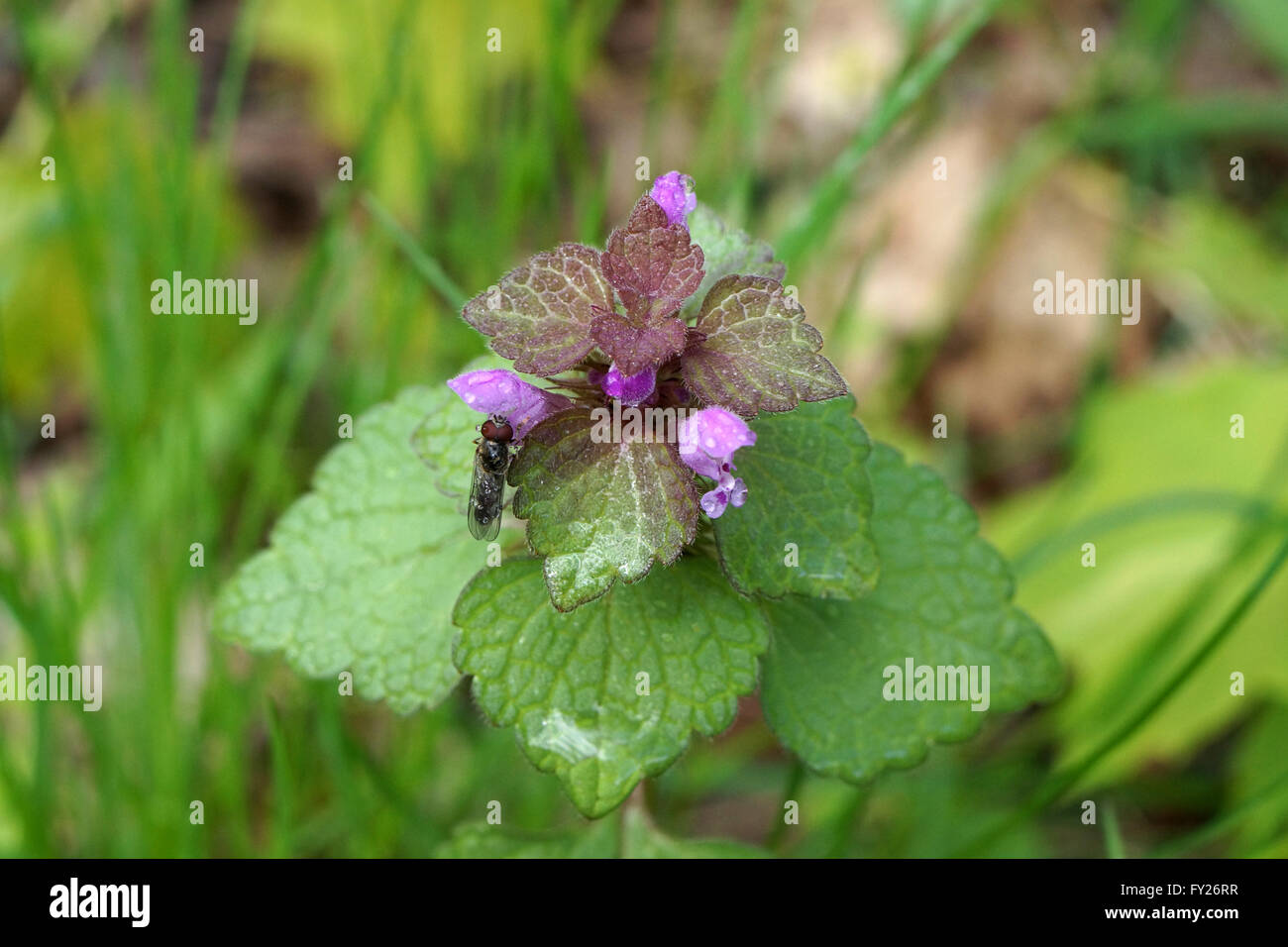 Lamium species hi-res stock photography and images - Alamy