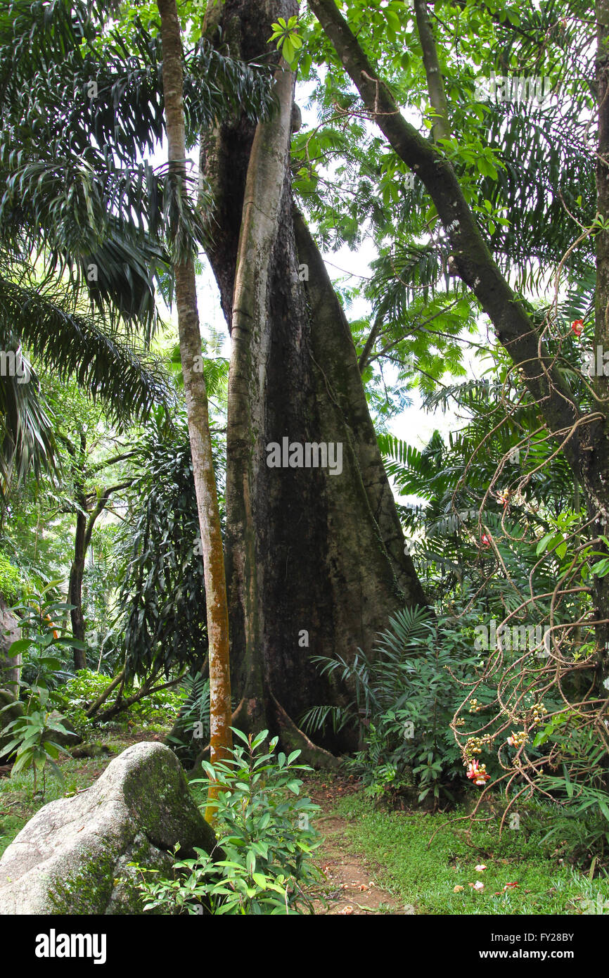 trunk of a tropical tree, the Seychelles, the equator Stock Photo - Alamy