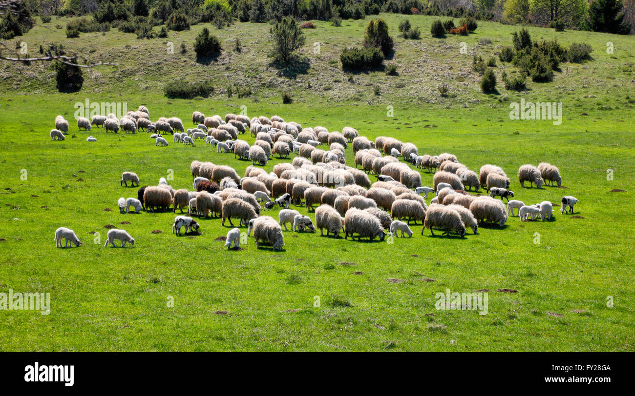 A herd of sheep on meadow in Croatia Stock Photo - Alamy