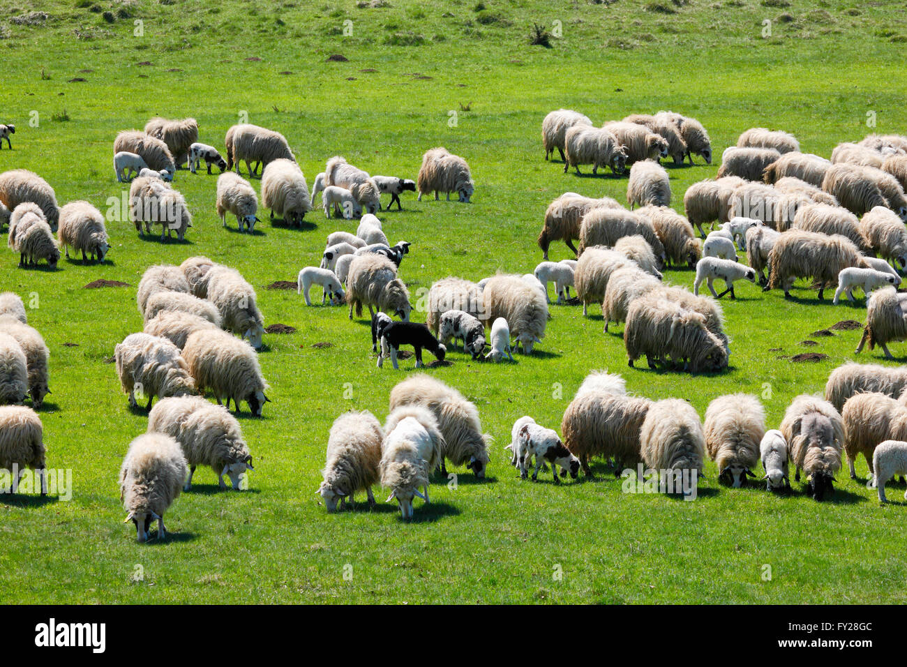 A herd of sheep on meadow in Croatia Stock Photo - Alamy