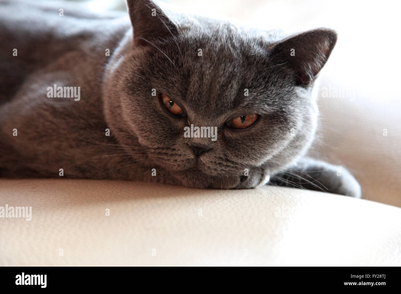 Cat breeds British Shorthair blue color Stock Photo - Alamy
