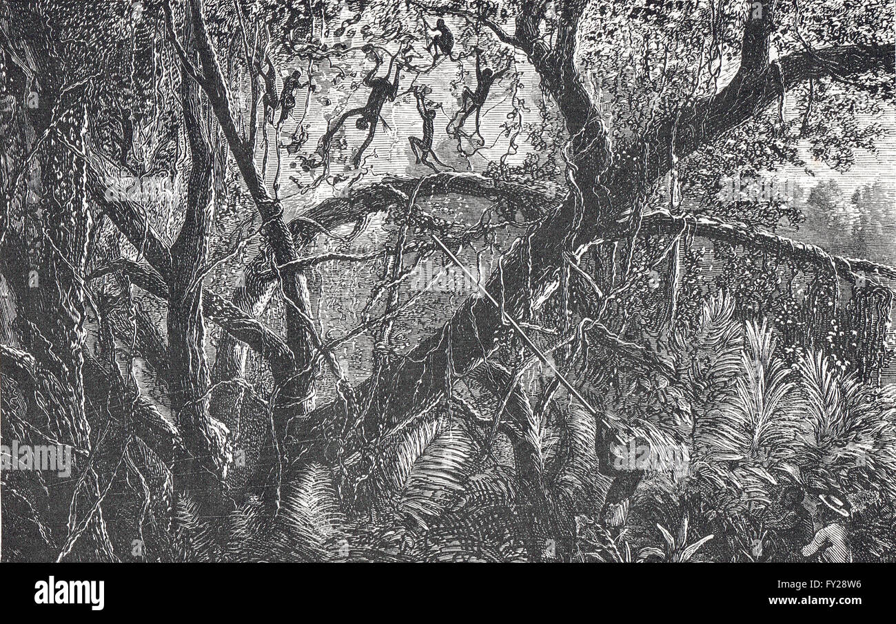 Amazon tribe hunting hi-res stock photography and images - Alamy