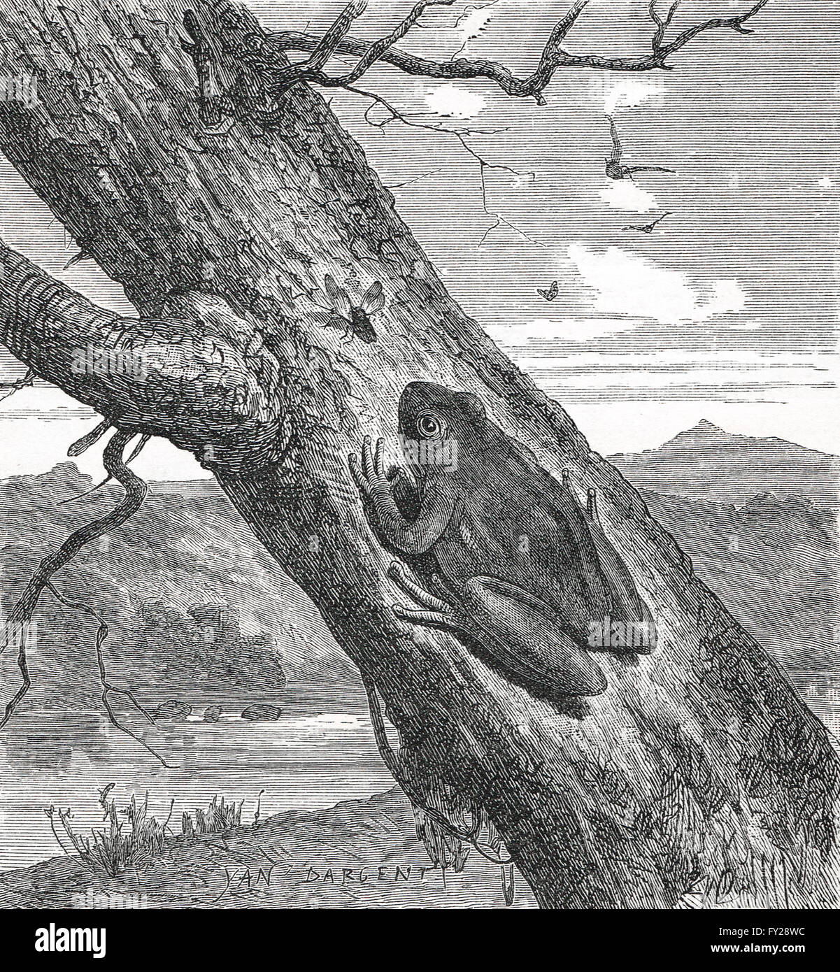 Victorian insect hi-res stock photography and images - Alamy