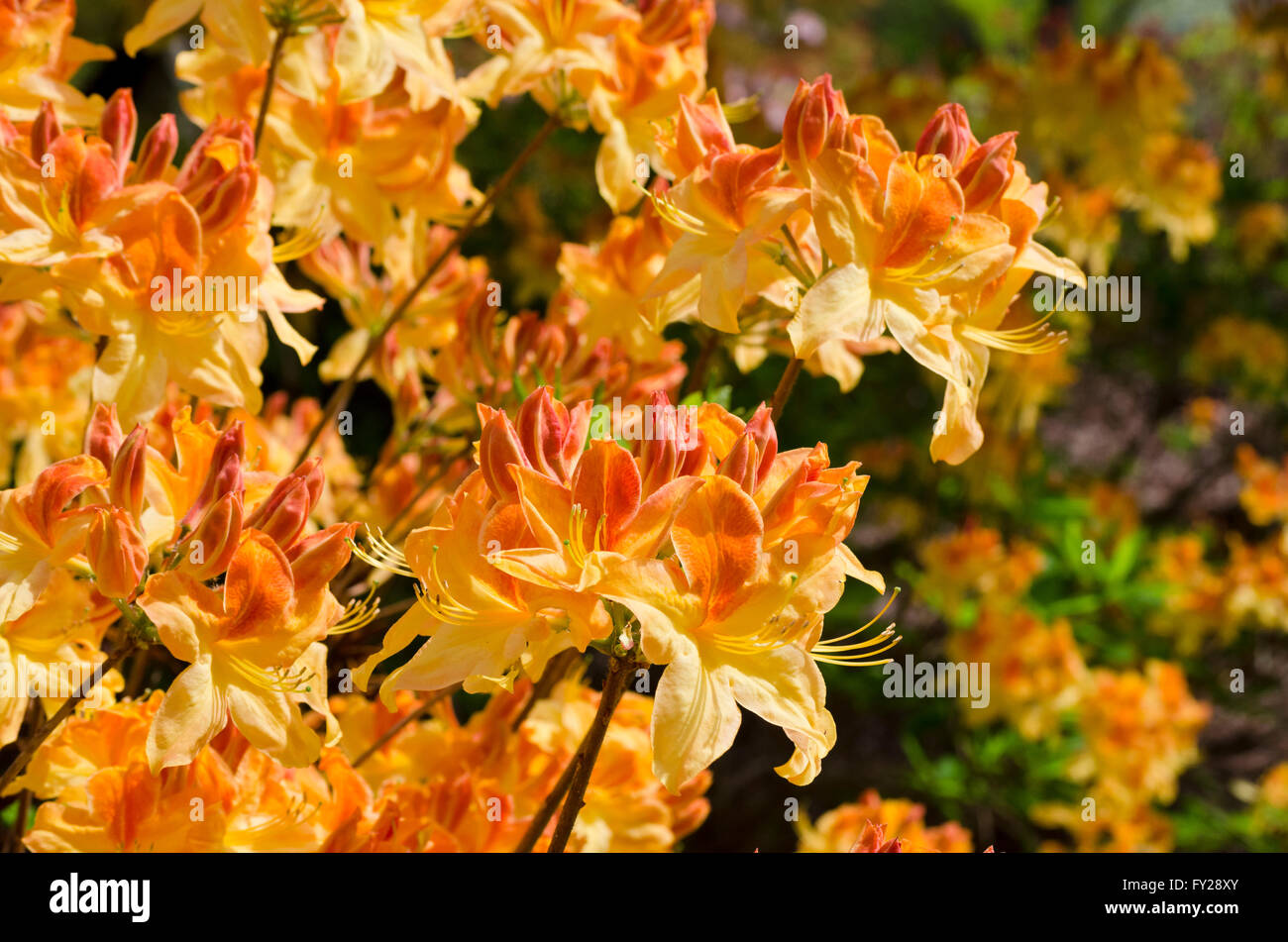 Azalea rhododendron yellow orange hi-res stock photography and images ...