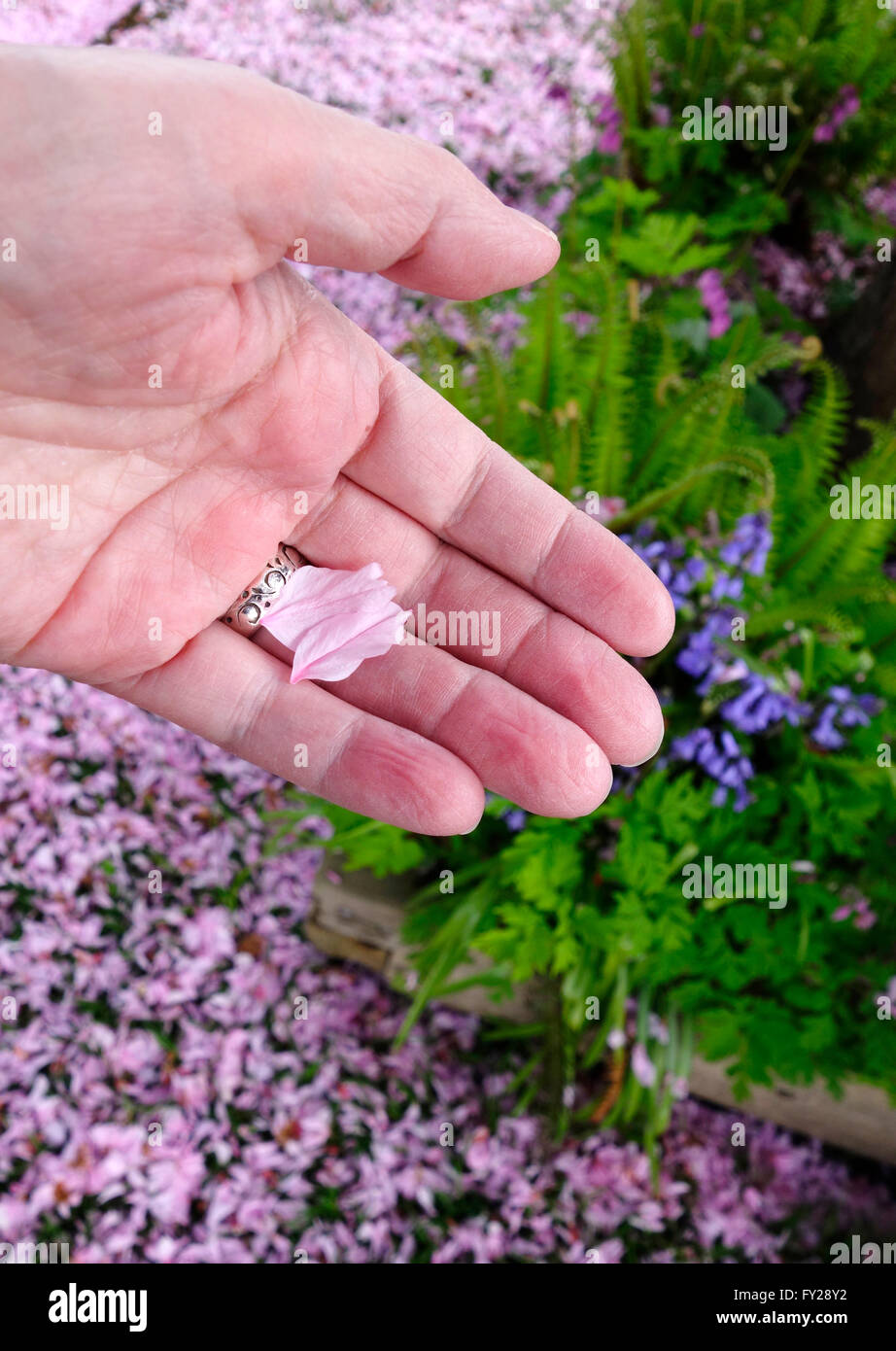 Hand holding fallen pink cherry blossom petal, with many pink petals on ...