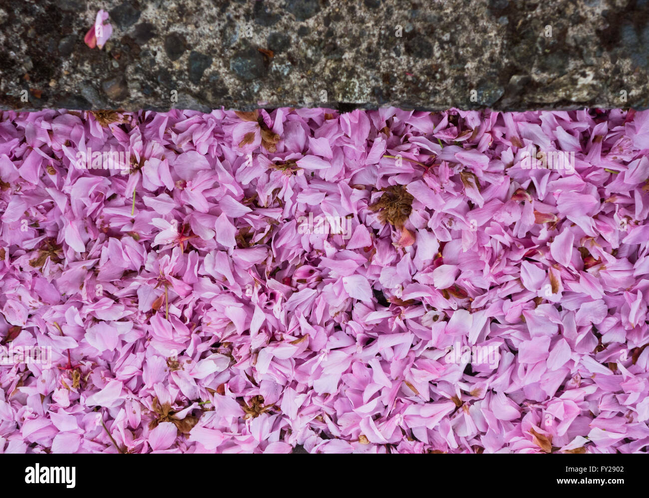 Many fallen pink cherry blossom petals on the ground by the curb of the ...