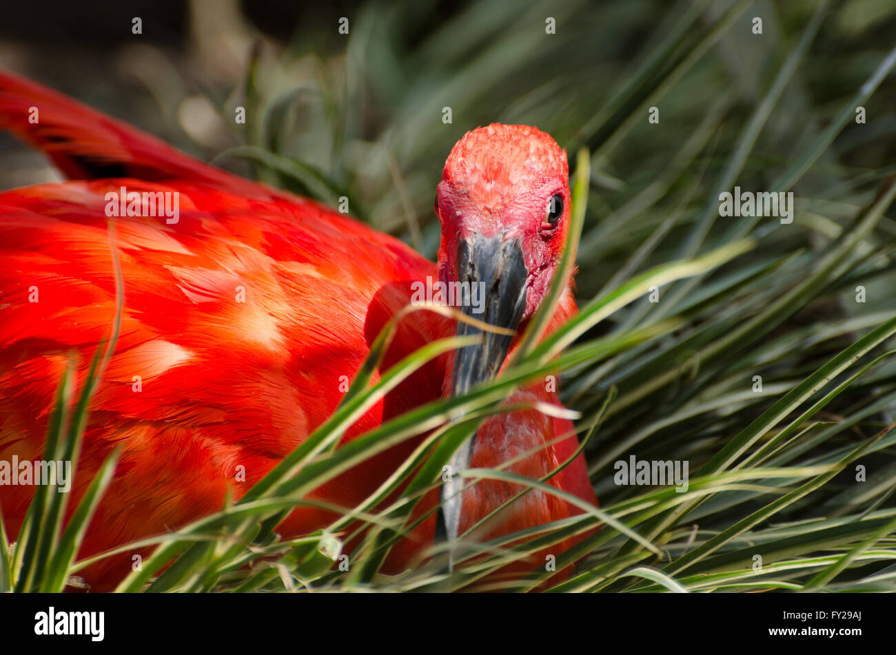 Ibis bird with nest hi-res stock photography and images - Alamy