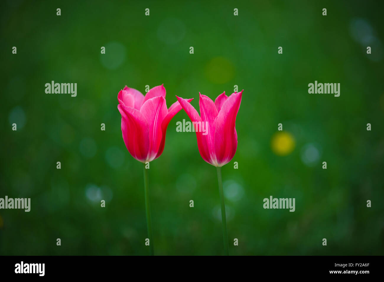 Two tulips hi-res stock photography and images - Alamy