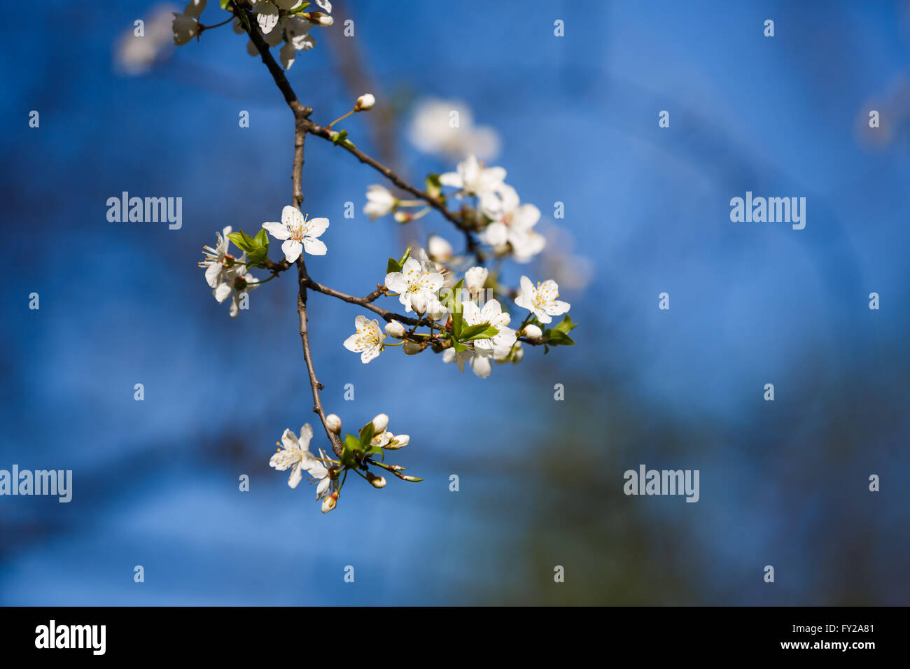 The flowering trees close up, spring time Stock Photo - Alamy