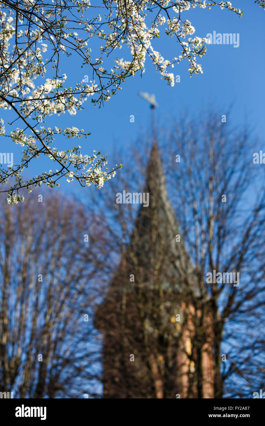 Flowering tree on a church background, spring time Stock Photo - Alamy