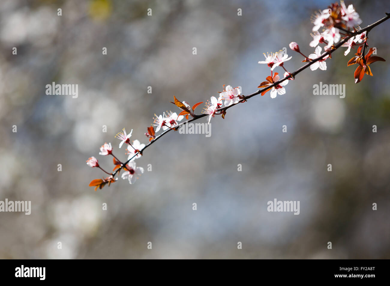 The flowering trees close up, spring time Stock Photo - Alamy