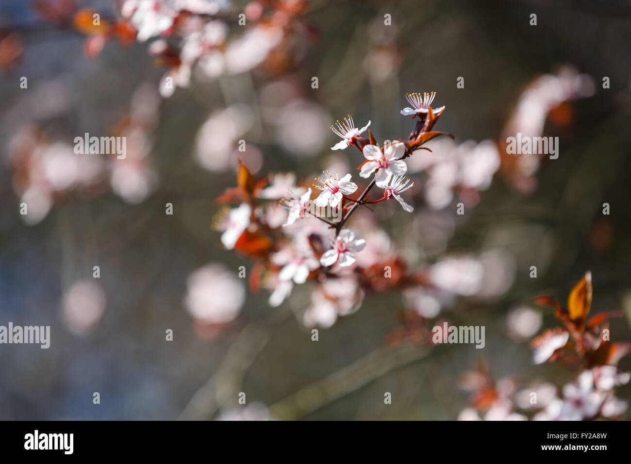 The flowering trees close up, spring time Stock Photo - Alamy