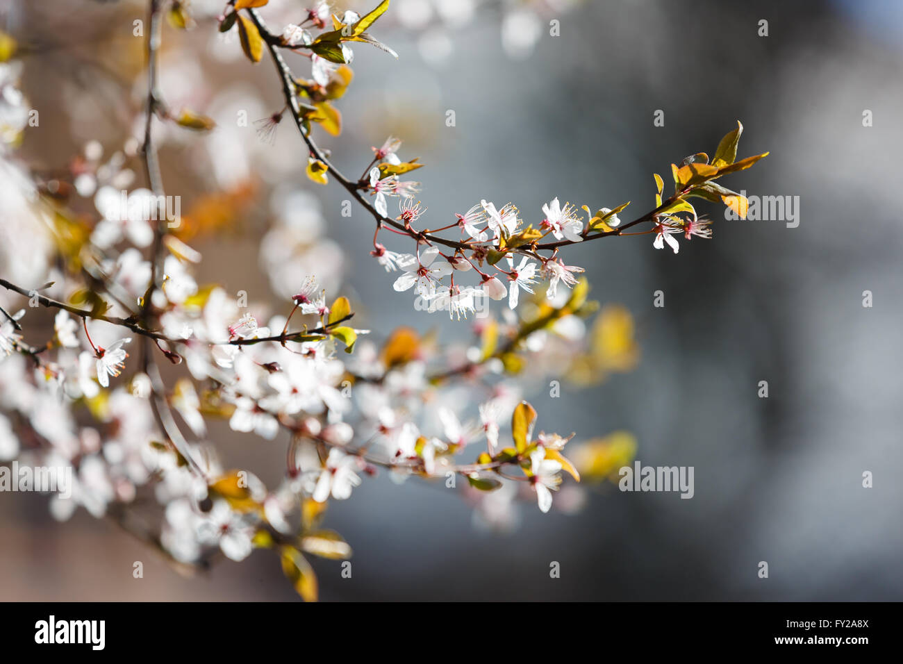 The flowering trees close up, spring time Stock Photo - Alamy