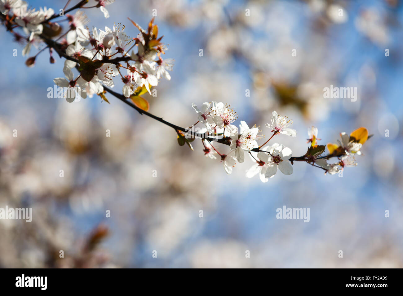The flowering trees close up, spring time Stock Photo - Alamy