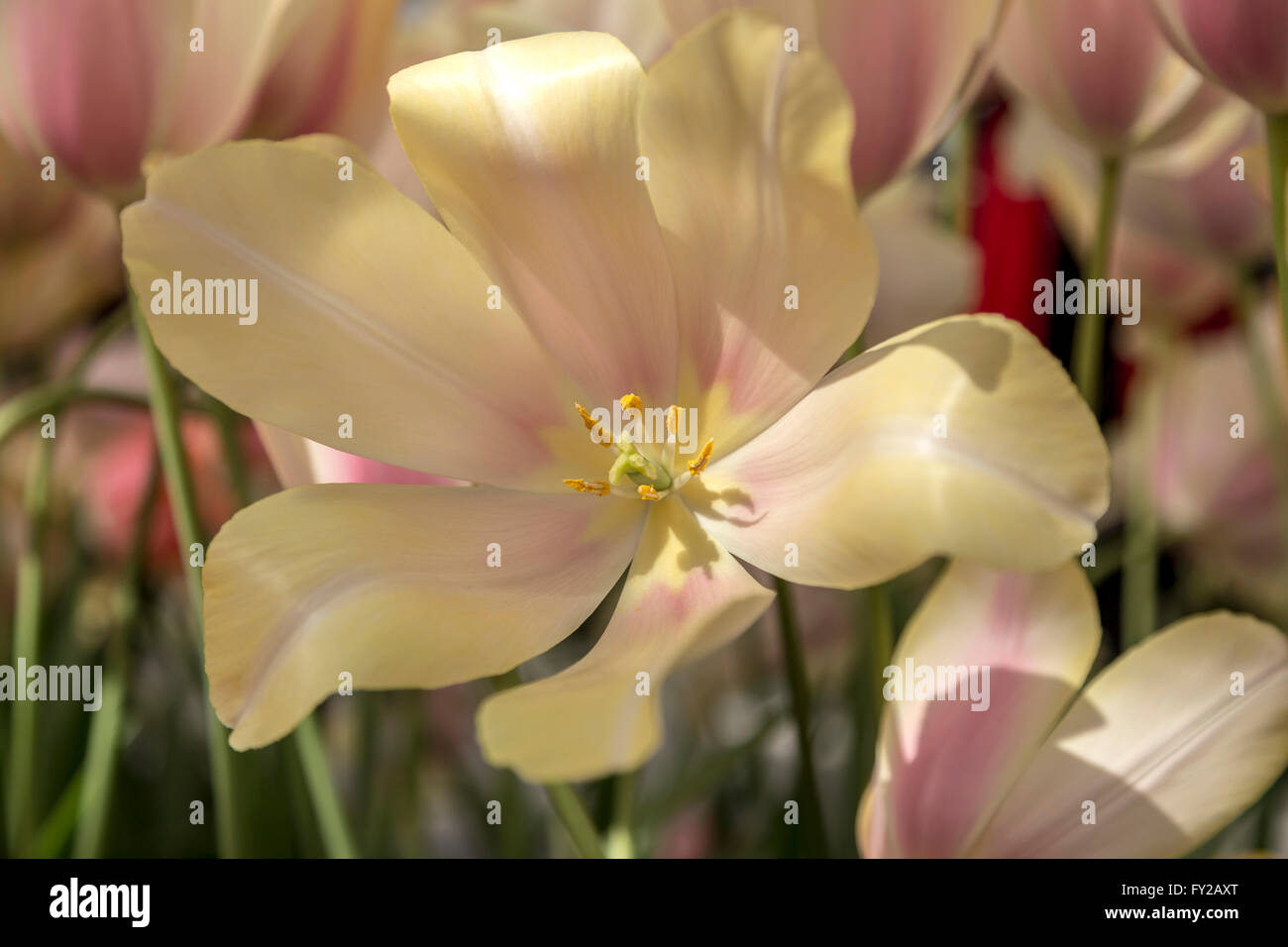 Tulipa 'Blushing Lady', in the Willem-Alexander Pavilion at Keukenhof ...