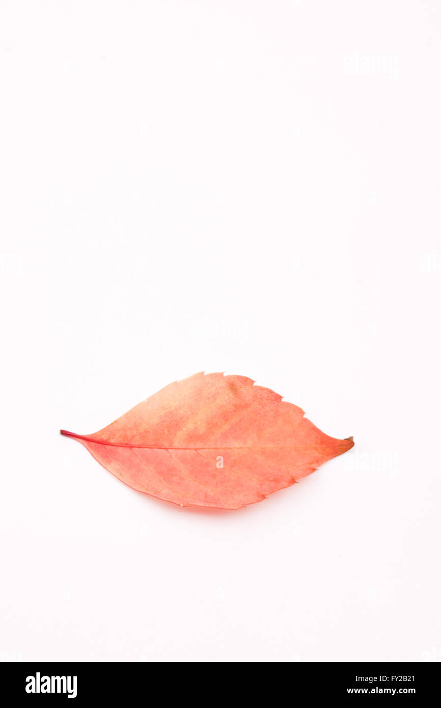 Red plant leaf Cut Out Stock Images & Pictures - Alamy