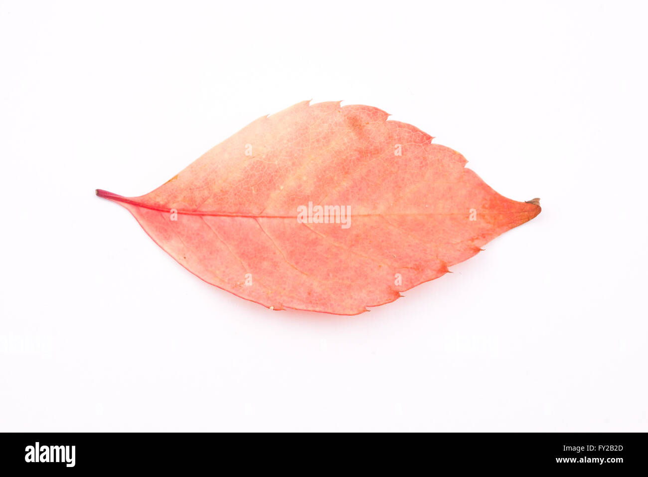 Red plant leaf Cut Out Stock Images & Pictures - Alamy