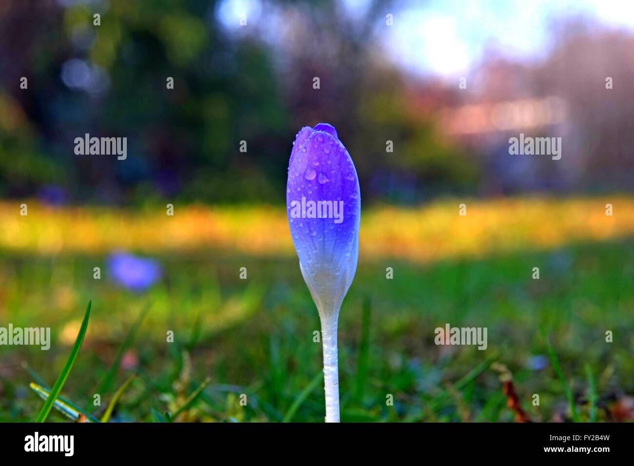 A single crocus flower Stock Photo - Alamy