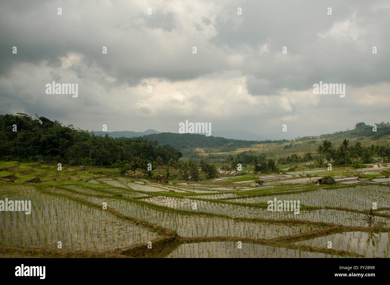 Black rice farming mountain hi-res stock photography and images - Alamy