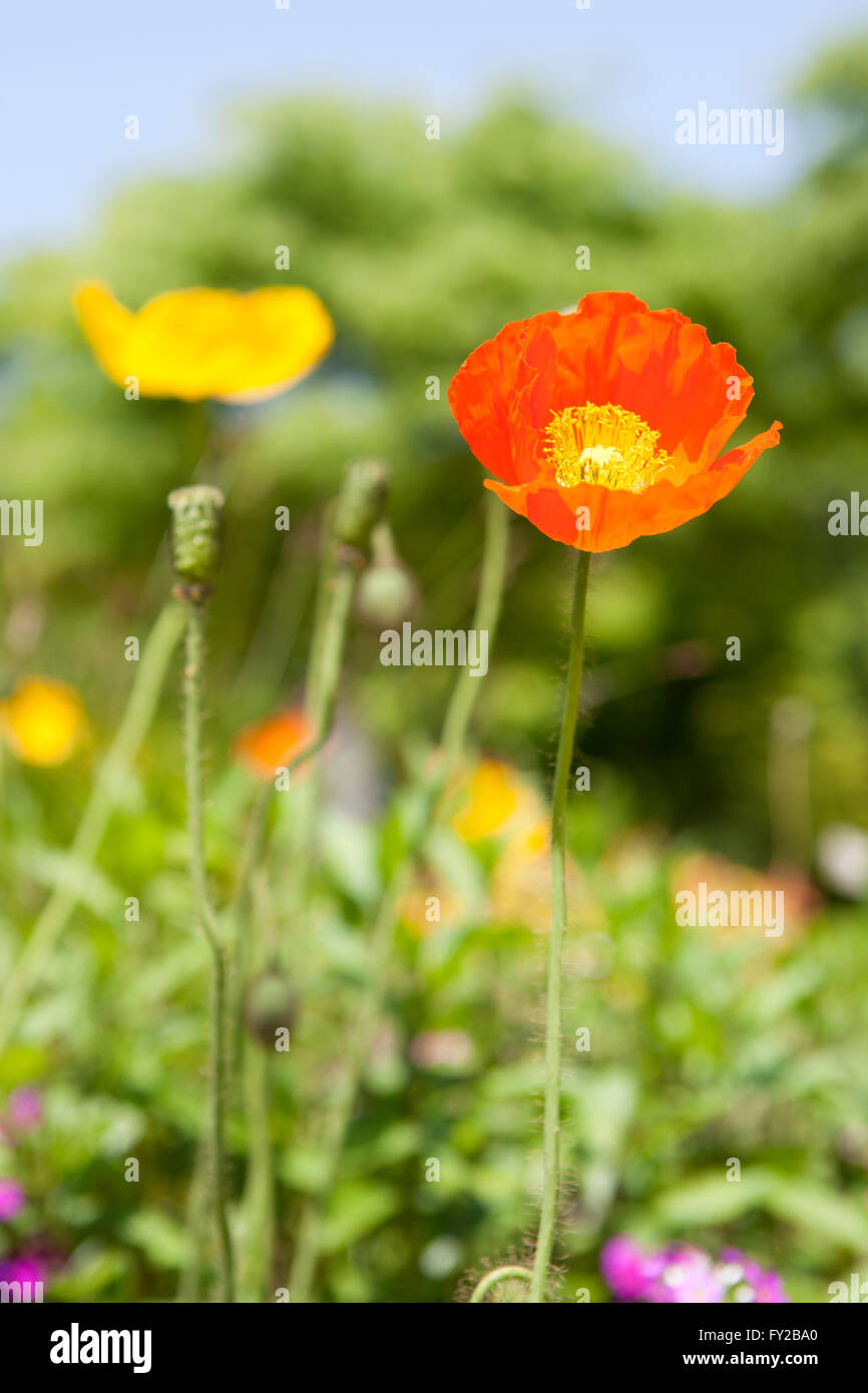 Wild Flower II Stock Photo - Alamy