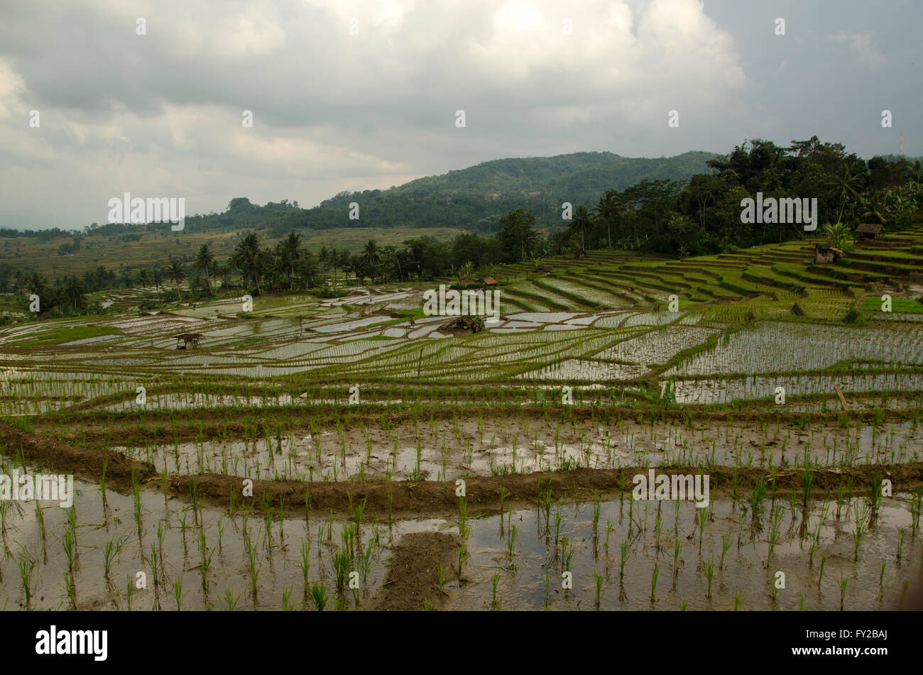 rice fields and black clouds Stock Photo - Alamy