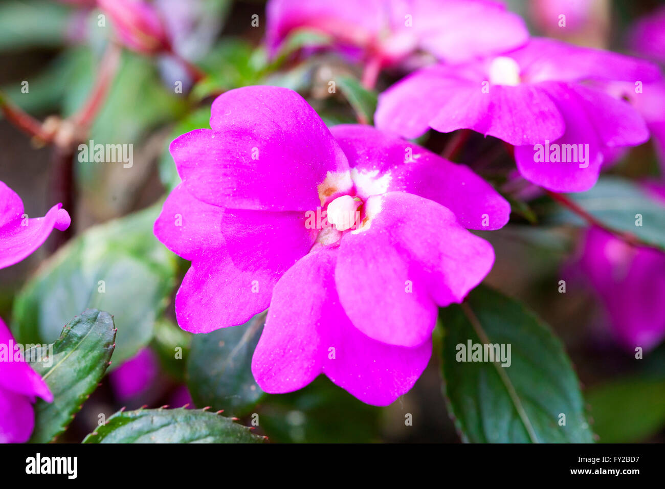 Wild Flower II Stock Photo - Alamy