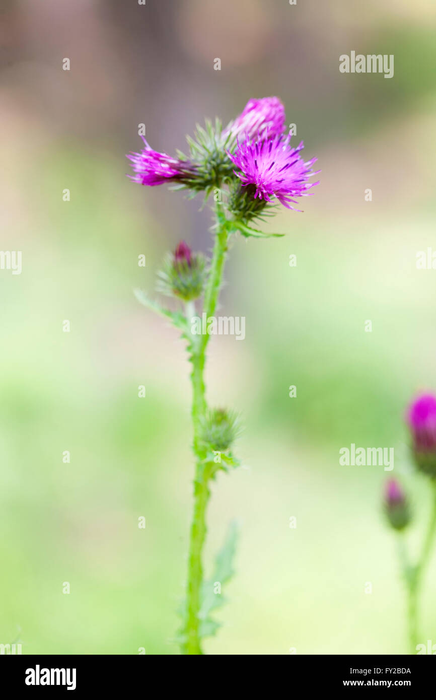 Wild Flower II Stock Photo - Alamy
