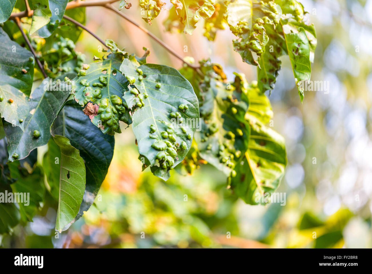 Fungal leaf spot disease hi-res stock photography and images - Alamy