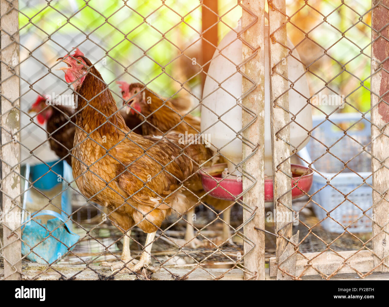 Chickens In Cages Poultry Farm High Resolution Stock Photography and ...
