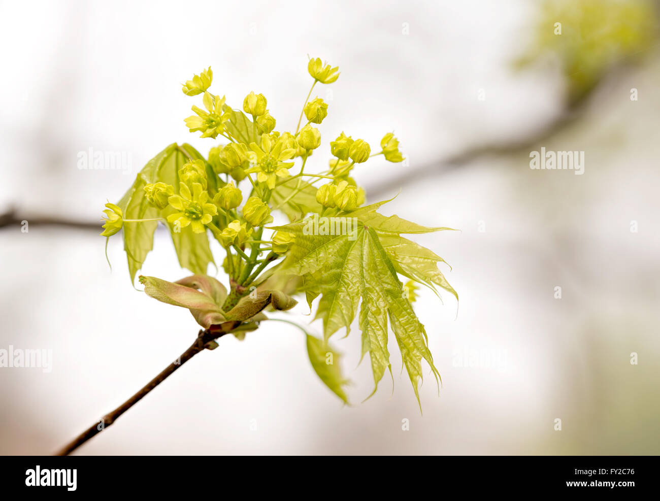 Spring maple leaf hi-res stock photography and images - Alamy