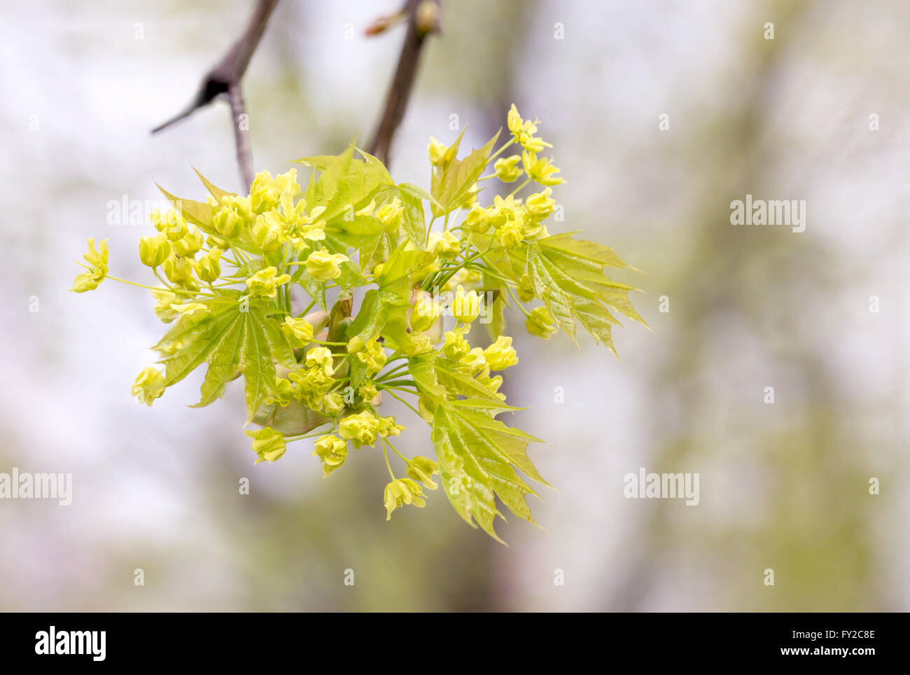 Spring maple leaf hi-res stock photography and images - Alamy