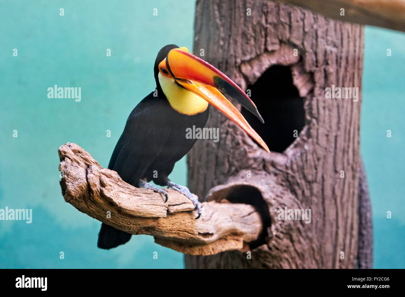 Birds of the zoo hi-res stock photography and images - Alamy